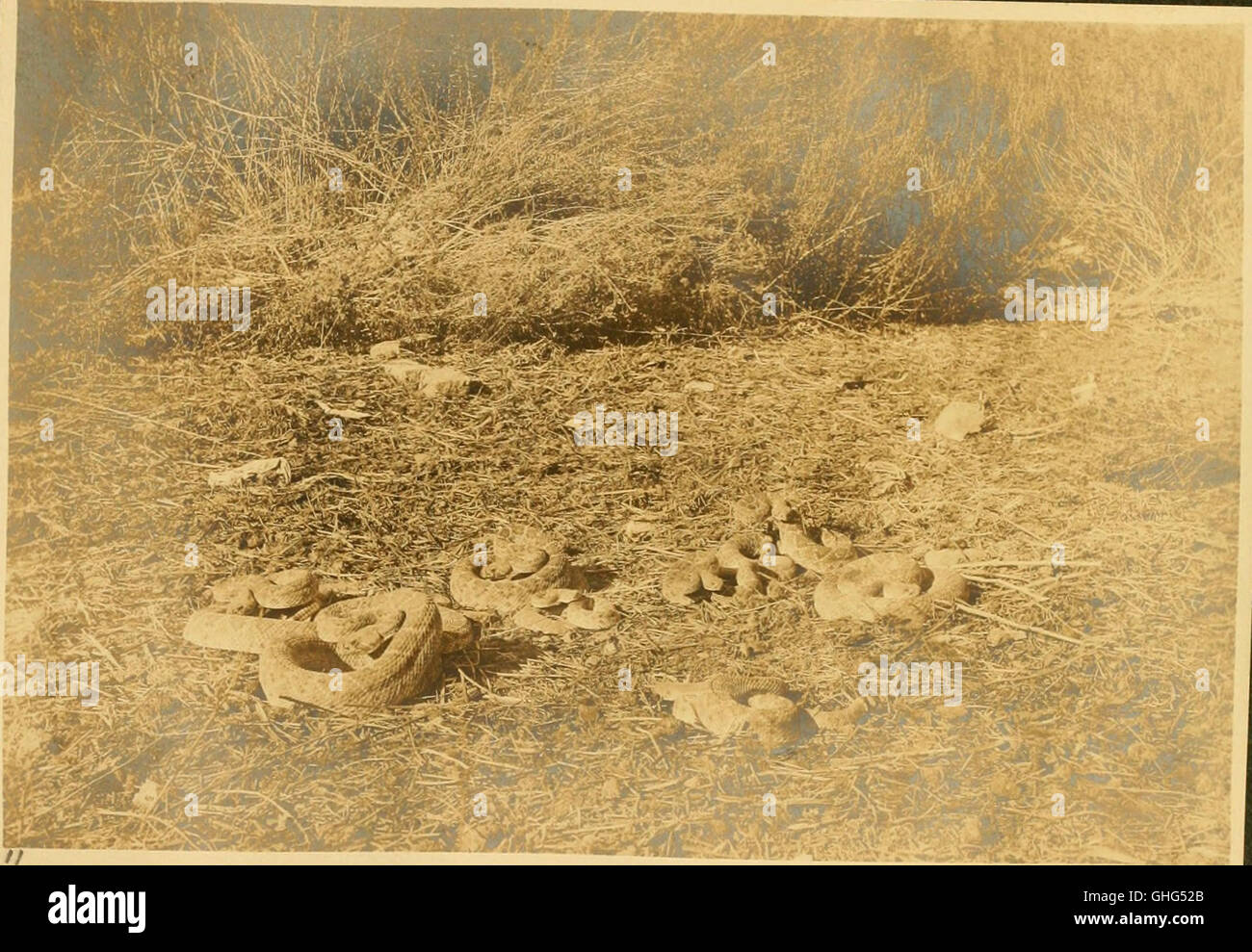 This 1901 photograph captures the traditional Snake Dance performed by ...