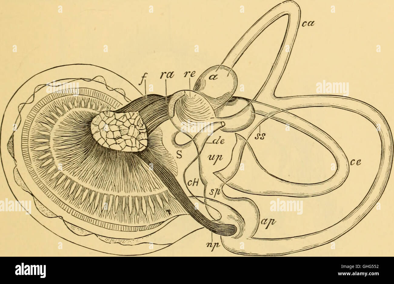 *A Text-Book of the Diseases of the Ear and Adjacent Organs* (1894) is ...