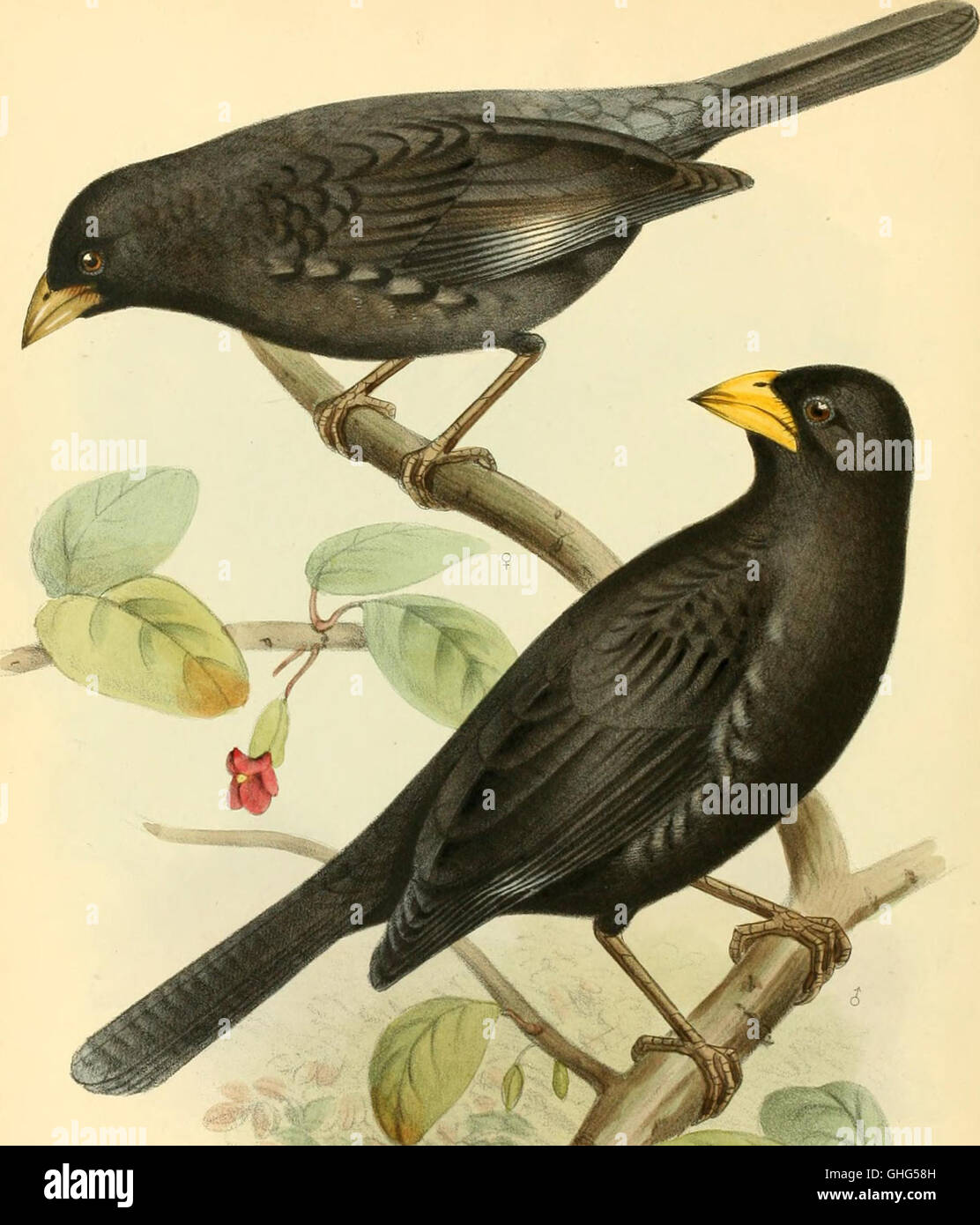 This 1888 monograph offers a comprehensive study of the Weaver-birds ...