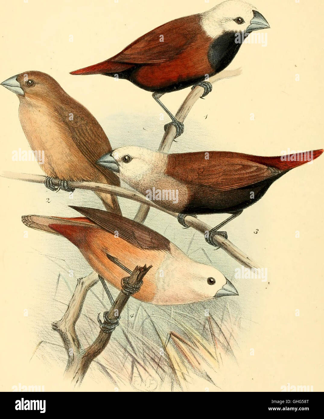'A Monograph of the Weaver-Birds and Finches' (1888) is a comprehensive ...