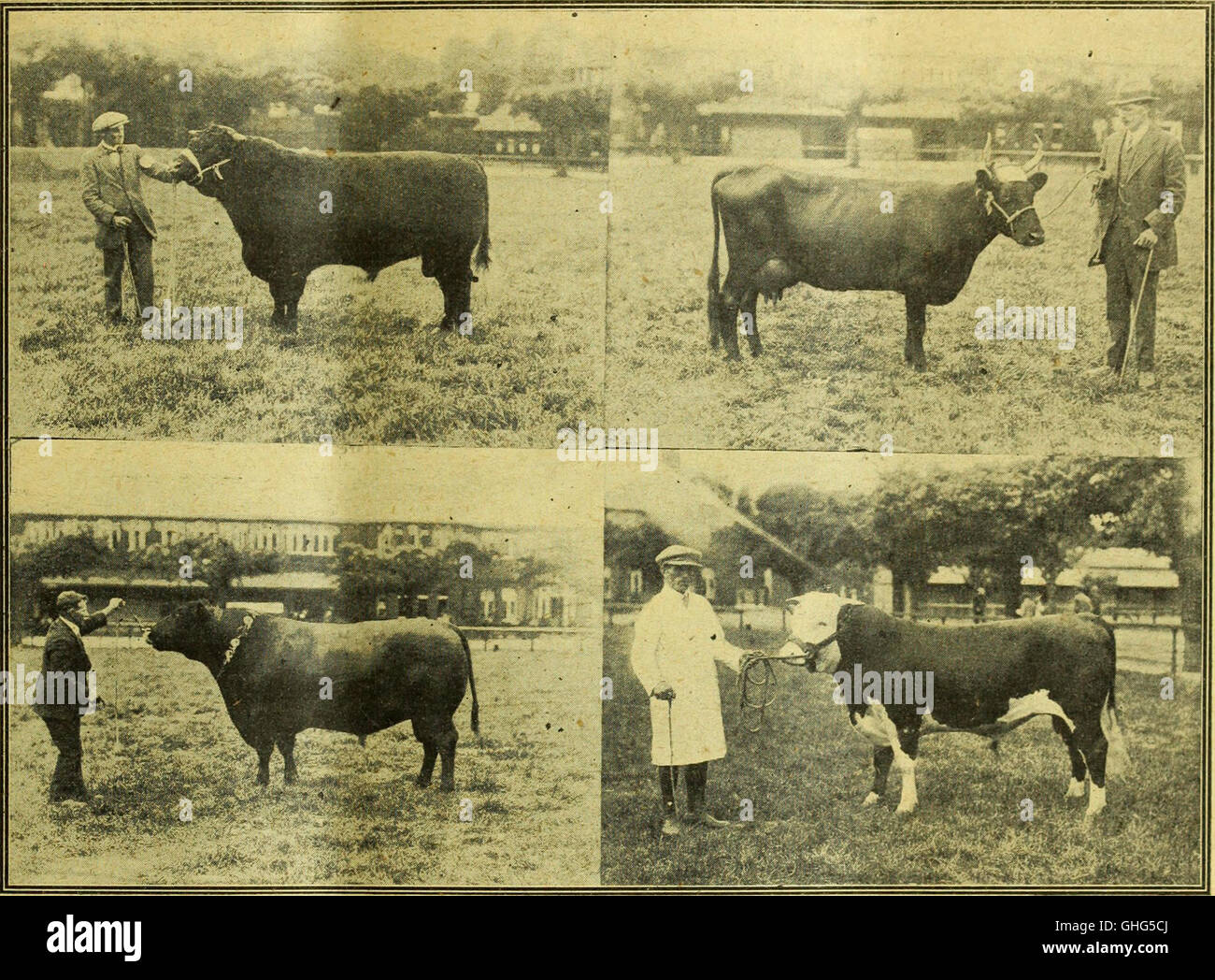 Farmer stockbreeder 1919 hi-res stock photography and images - Alamy