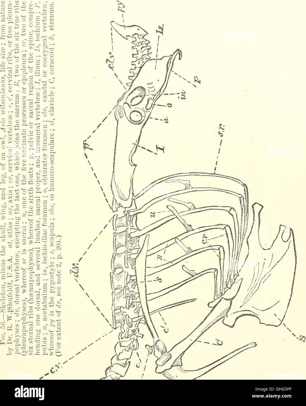 This 1890 handbook provides an in-depth look at bird classification and ...