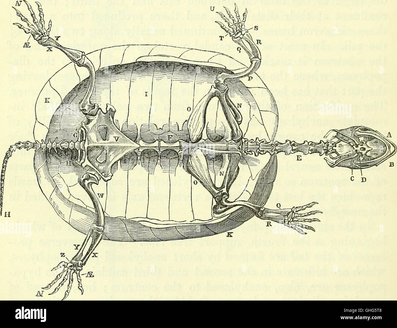 'On the Anatomy of Vertebrates' (1866) is a detailed work on the ...