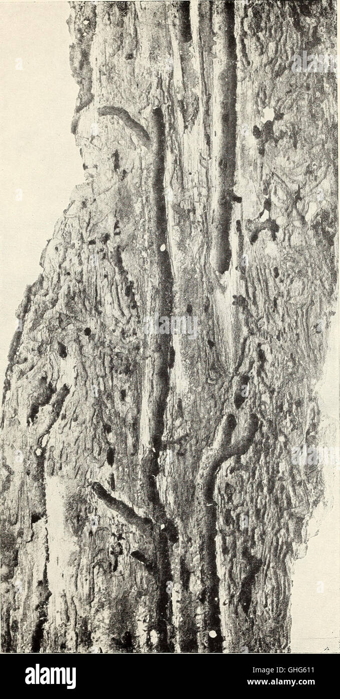 This work from 1901 focuses on the insect pests damaging spruce trees ...