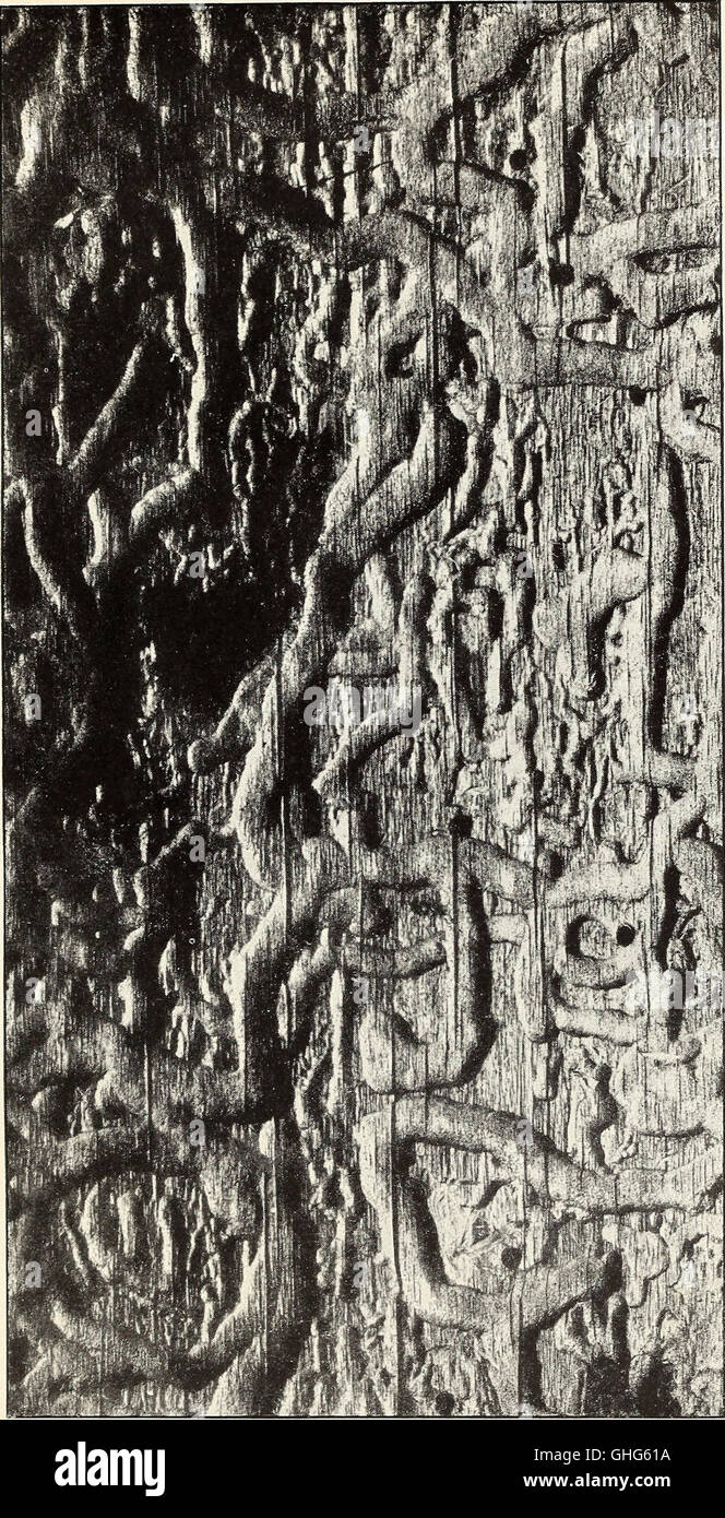 This 1901 report outlines the insect species that damage spruce trees ...