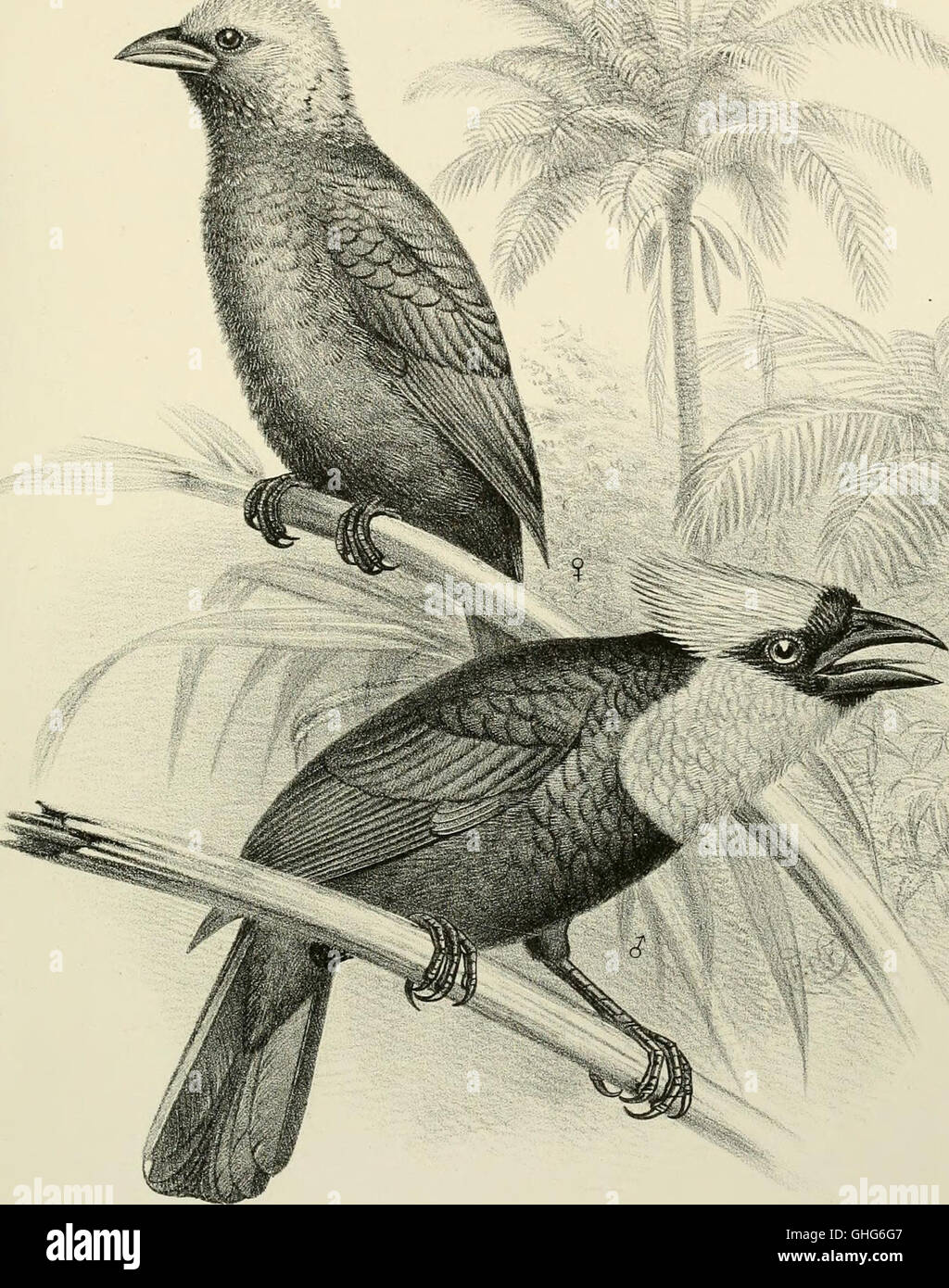 A 1888 monograph detailing the species of weaver-birds (Ploceidae) and ...