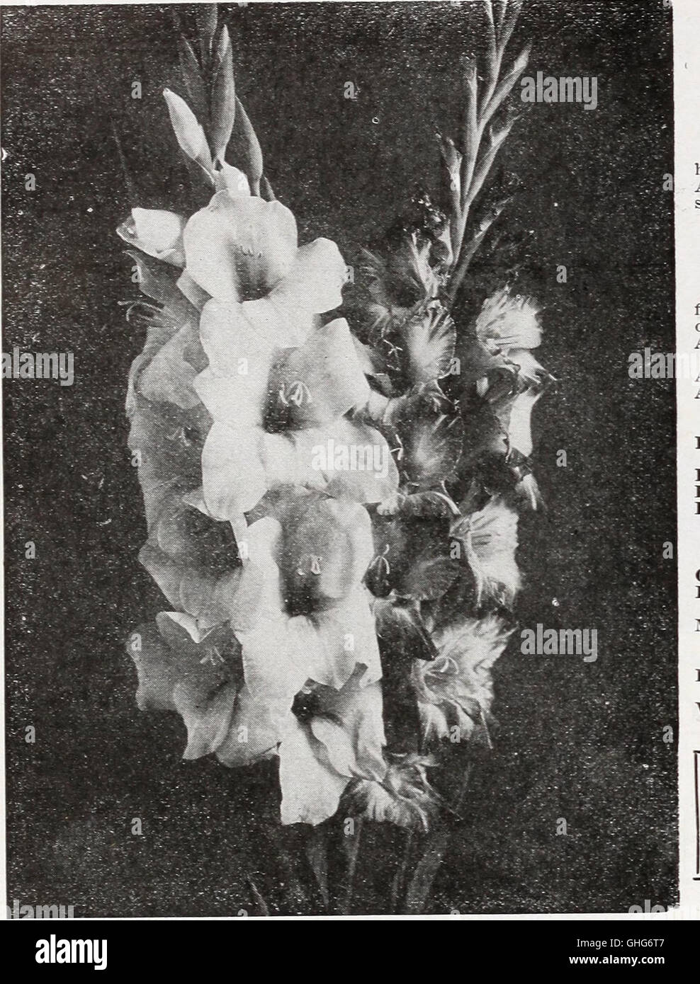 The 'Dingee Guide to Rose Culture' (1920) provides comprehensive ...