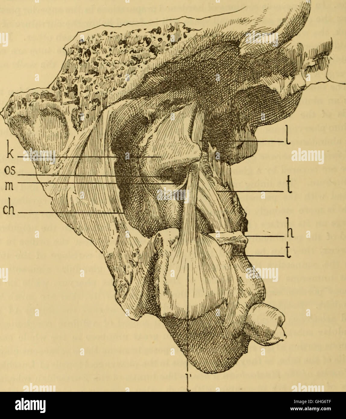 *A Text-Book of the Diseases of the Ear and Adjacent Organs* (1894) is ...