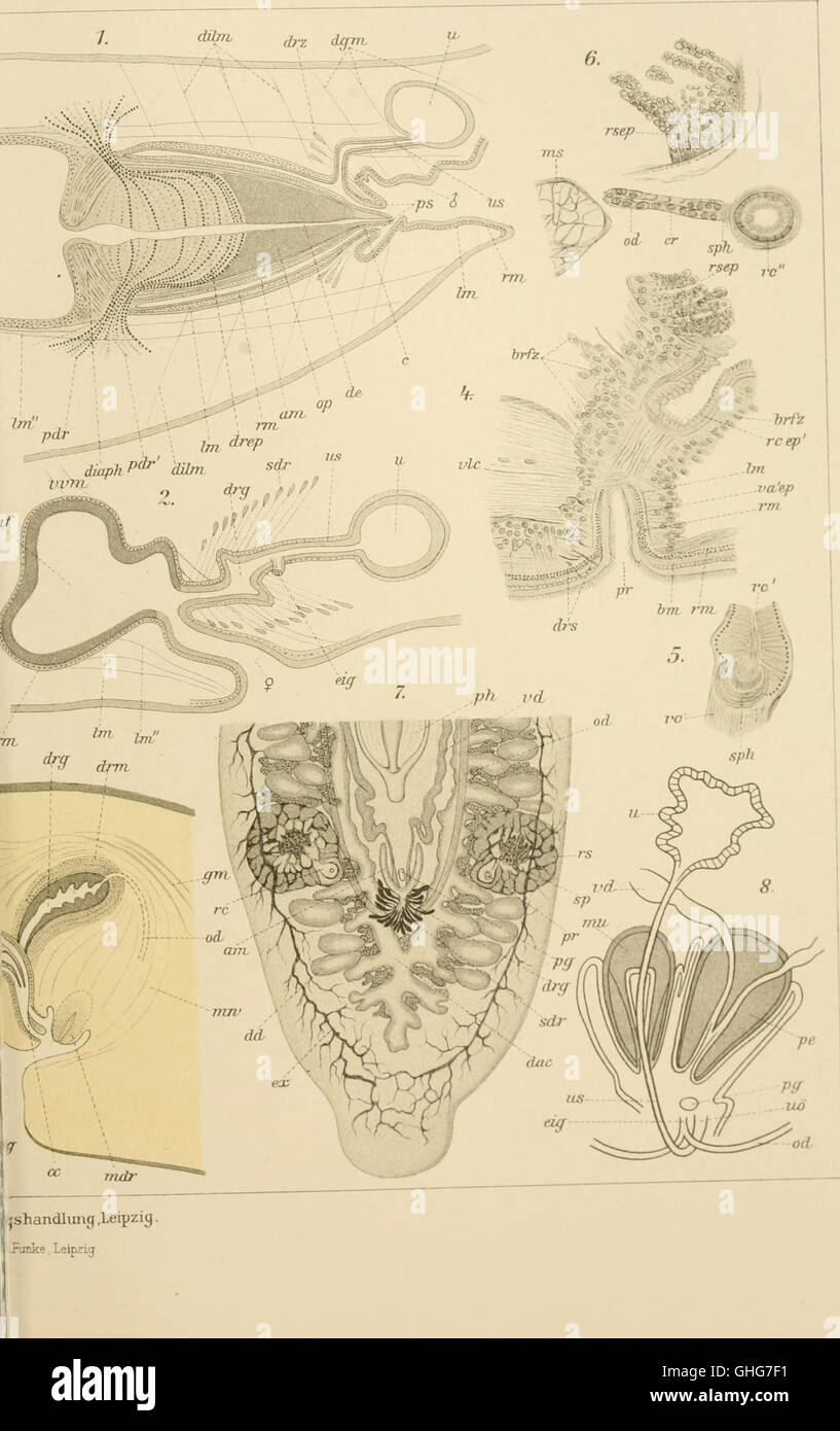 A 1908 scientific publication on Turbellaria, a class of flatworms ...