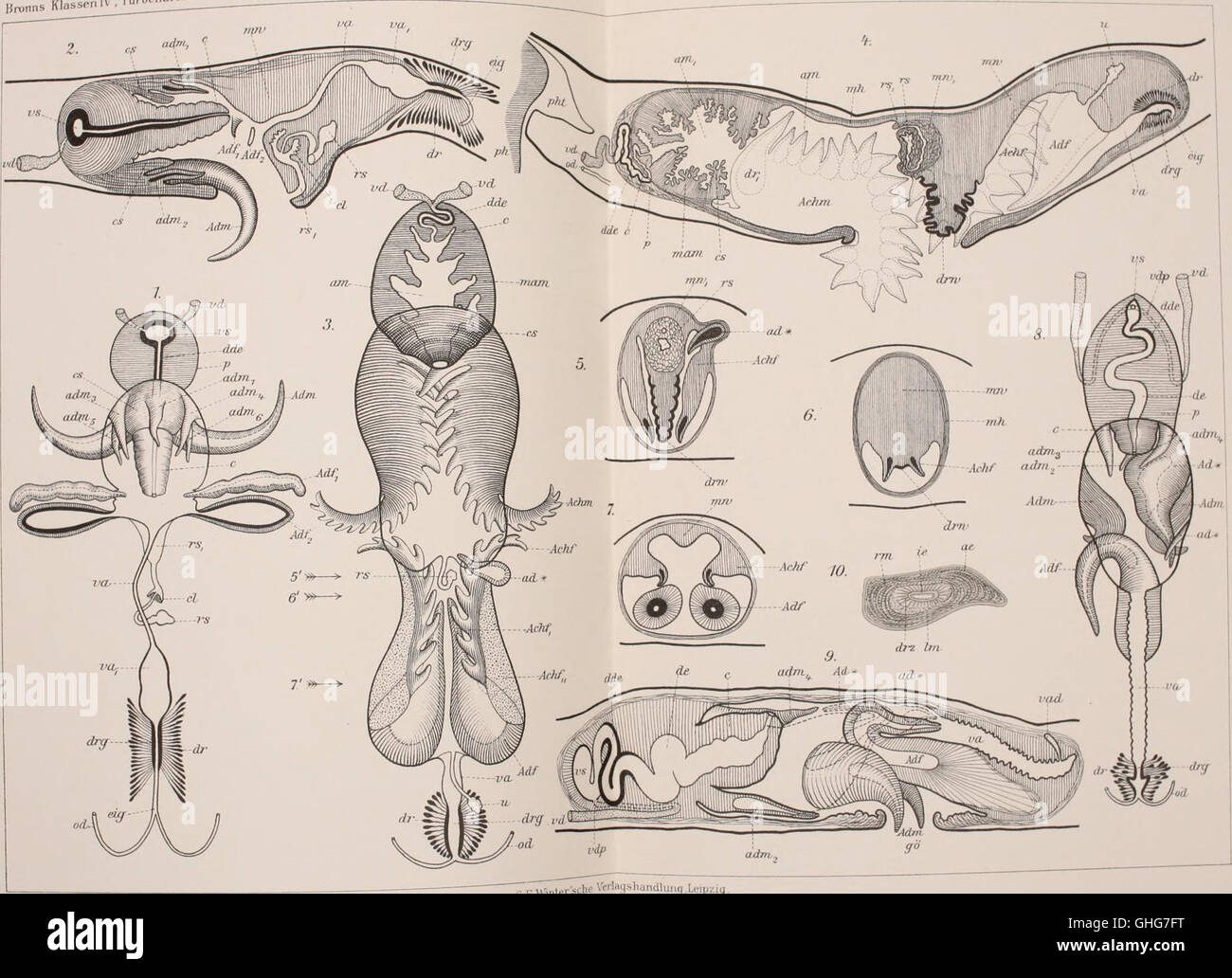 Turbellaria (1908) is a detailed study of the flatworm class ...