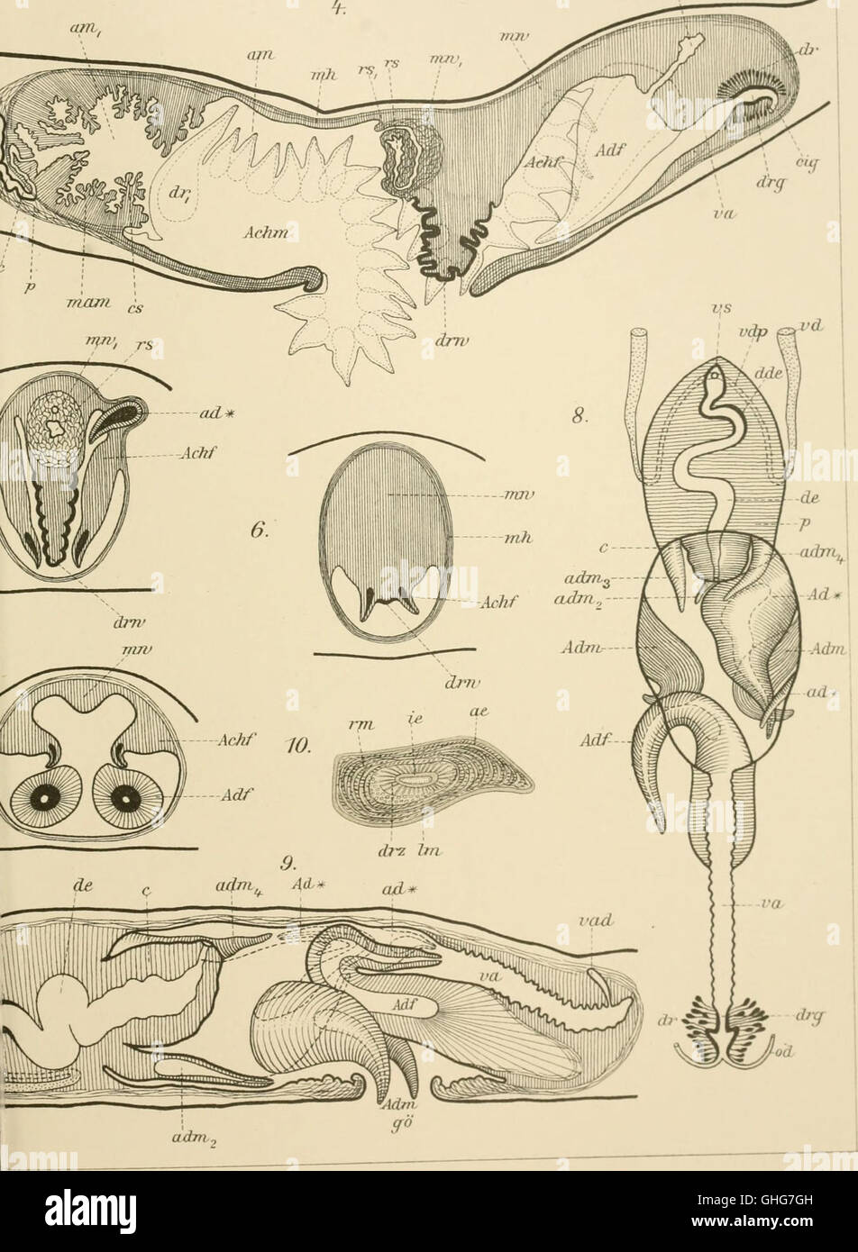 *Turbellaria* (1908) focuses on a class of free-living flatworms ...