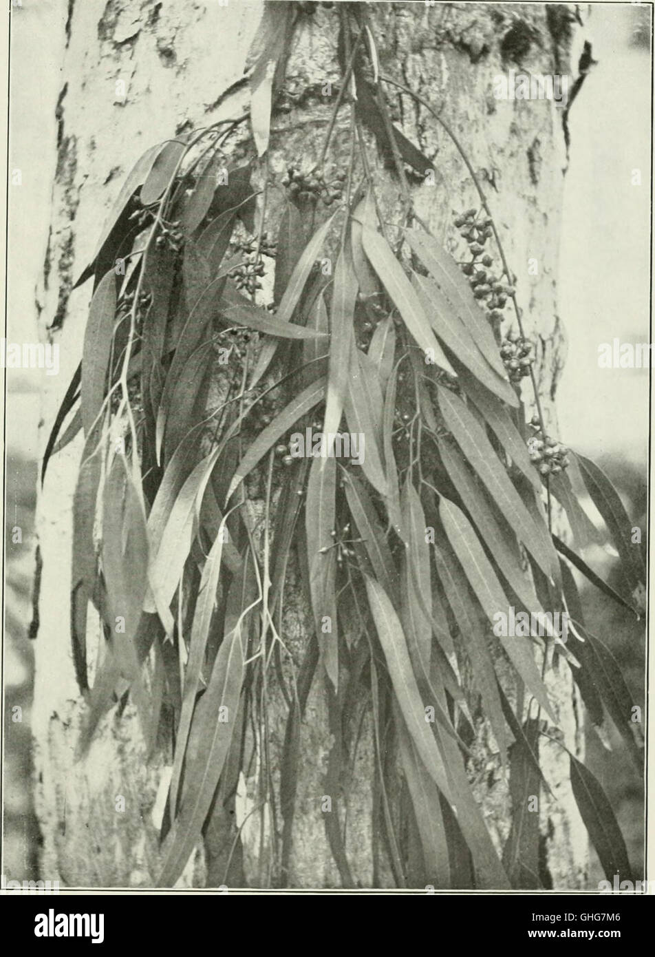 This 1902 publication focuses on the cultivation of eucalyptus trees in ...