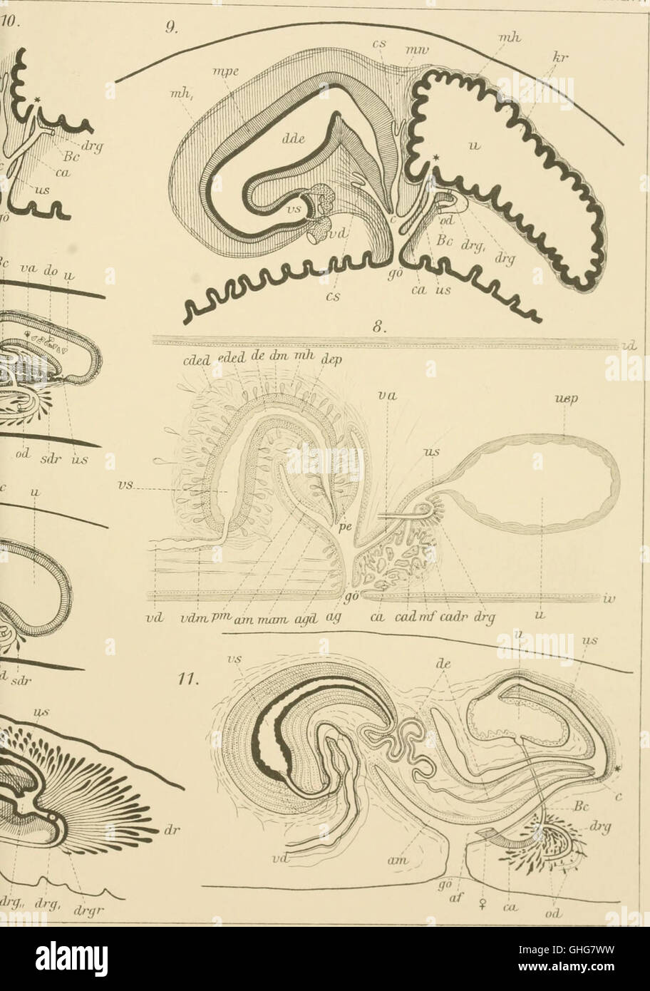 Turbellaria (1908) is a scientific work focusing on the study of ...