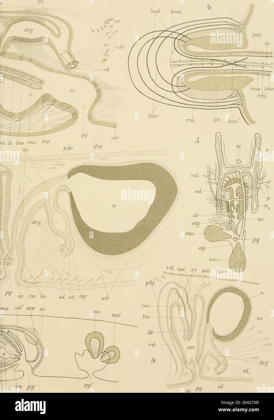 A 1908 work on Turbellaria, a class of flatworms. The study provides ...