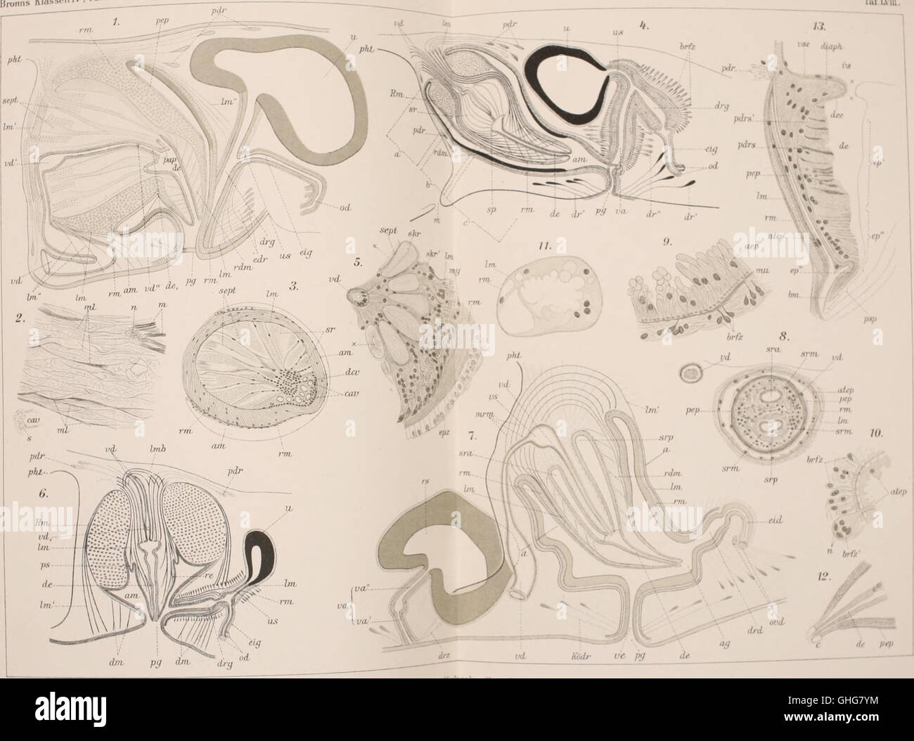 This 1908 work explores the biology and classification of Turbellaria ...