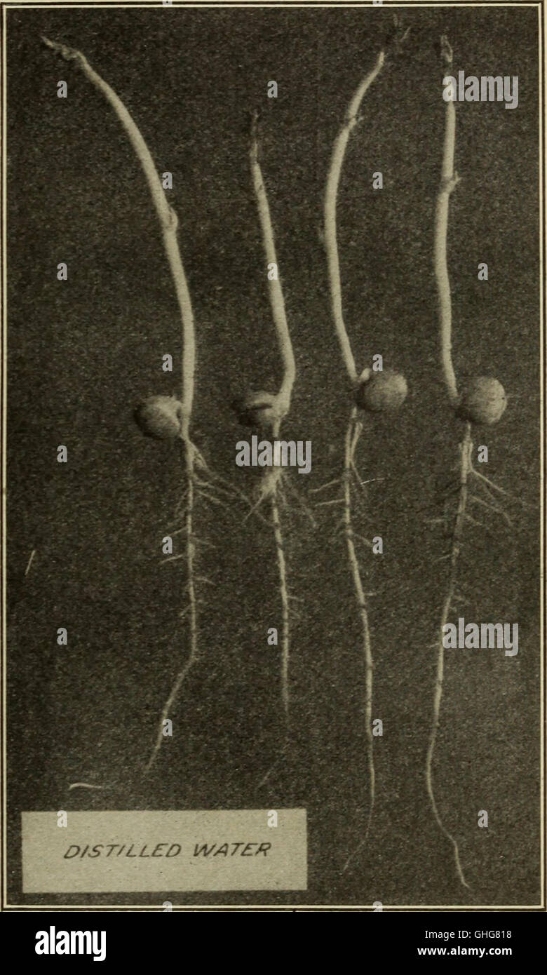 Absorption and excretion of salts by roots, as influenced by ...