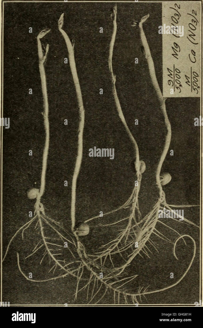 This 1912 study investigates how plant roots absorb and excrete salts ...
