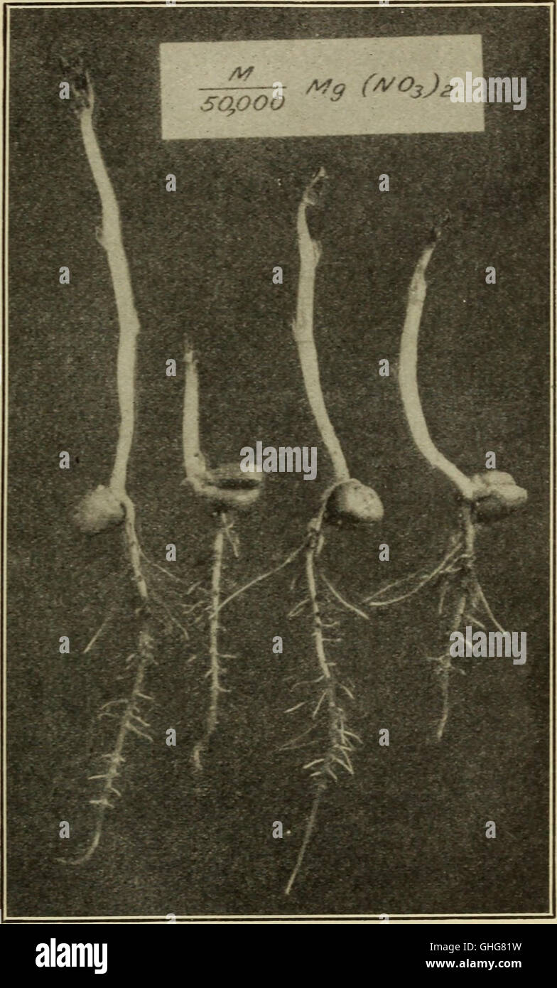 This 1912 study explores how roots absorb and excrete salts, focusing ...