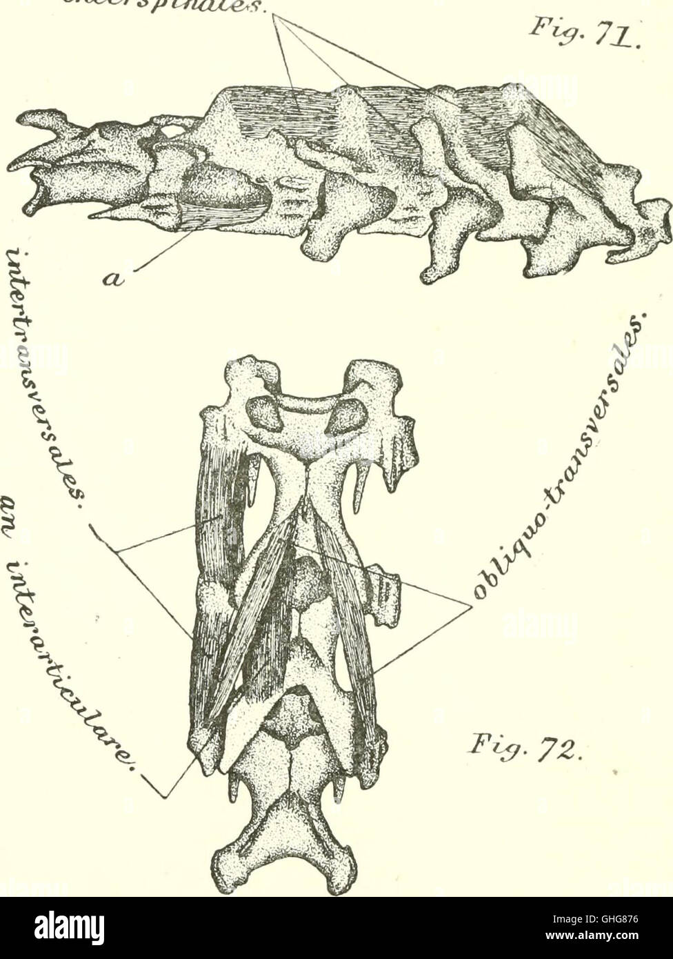 This 1890 study focuses on the muscular system of the raven (Corvus ...