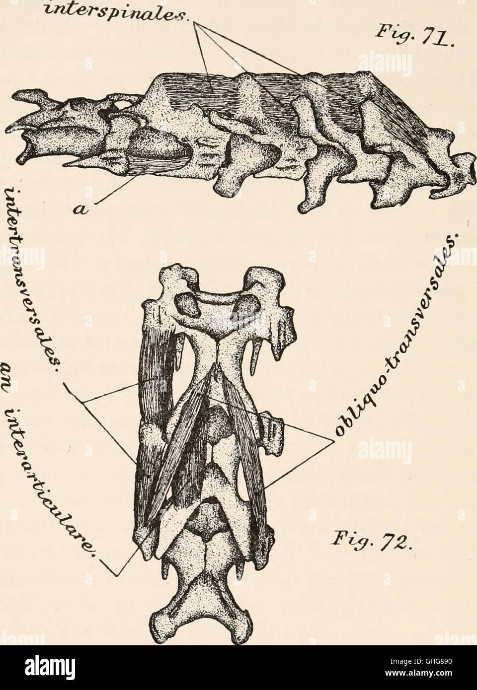 This 1890 work provides a detailed anatomical study of the muscular ...