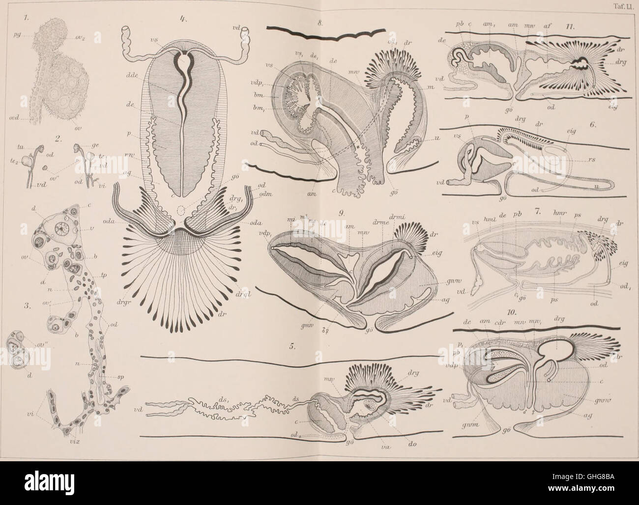 The 1908 publication on Turbellaria explores the biology, behavior, and ...