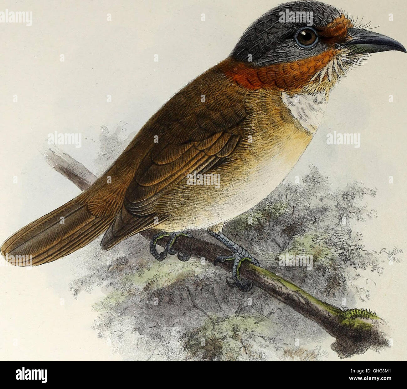 This 1882 monograph covers the jacamars and puff-birds, families ...