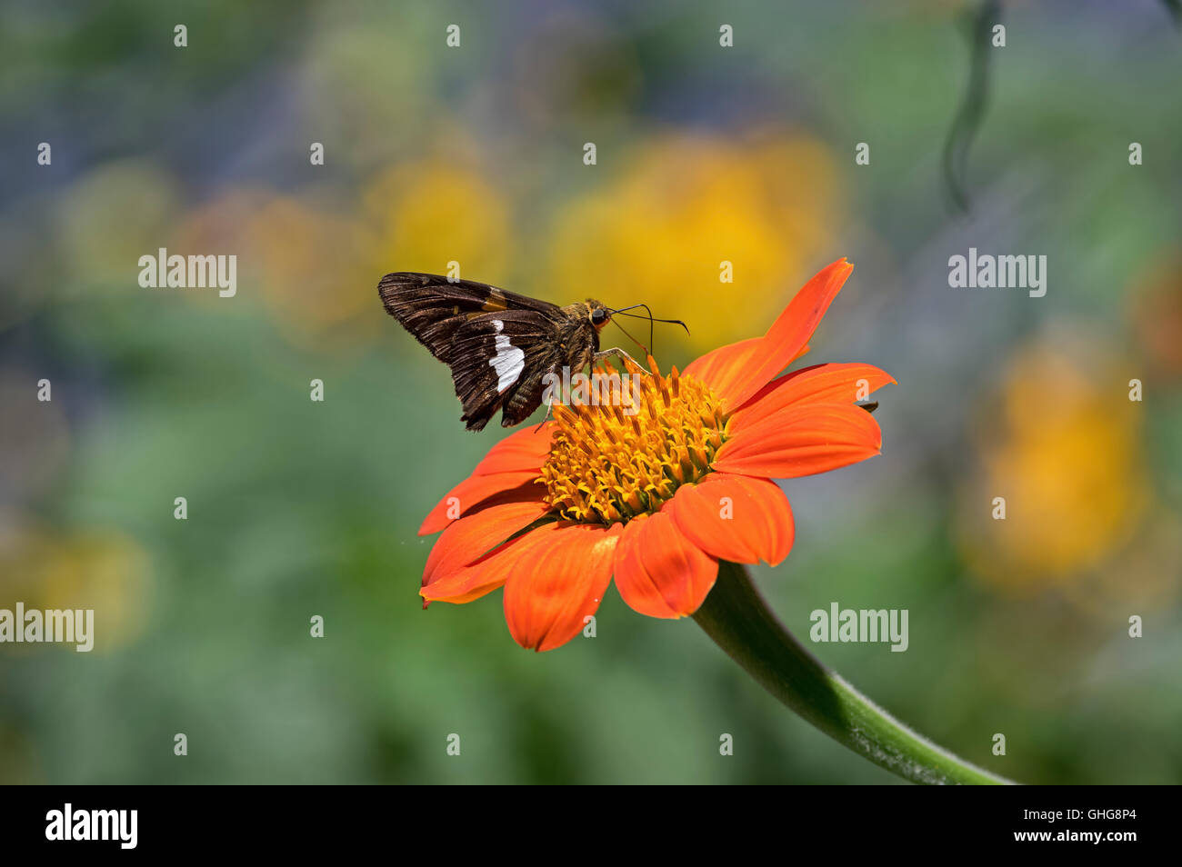 Silver spotted skipper butterfly hi-res stock photography and images ...