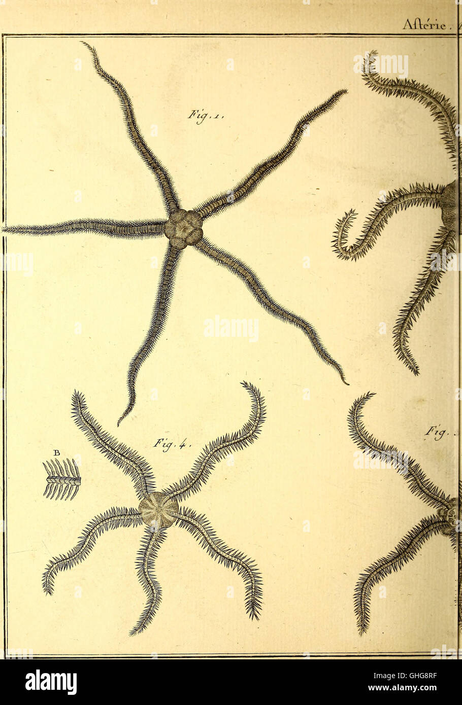 A 1791 work offering a detailed and methodical encyclopedic view of the ...