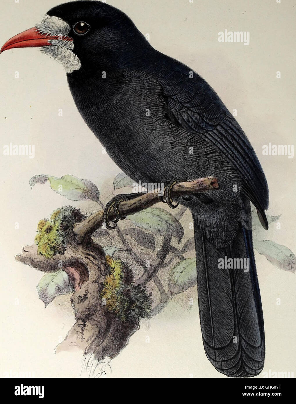 This 1882 monograph provides a detailed study of the jacamars and puff ...