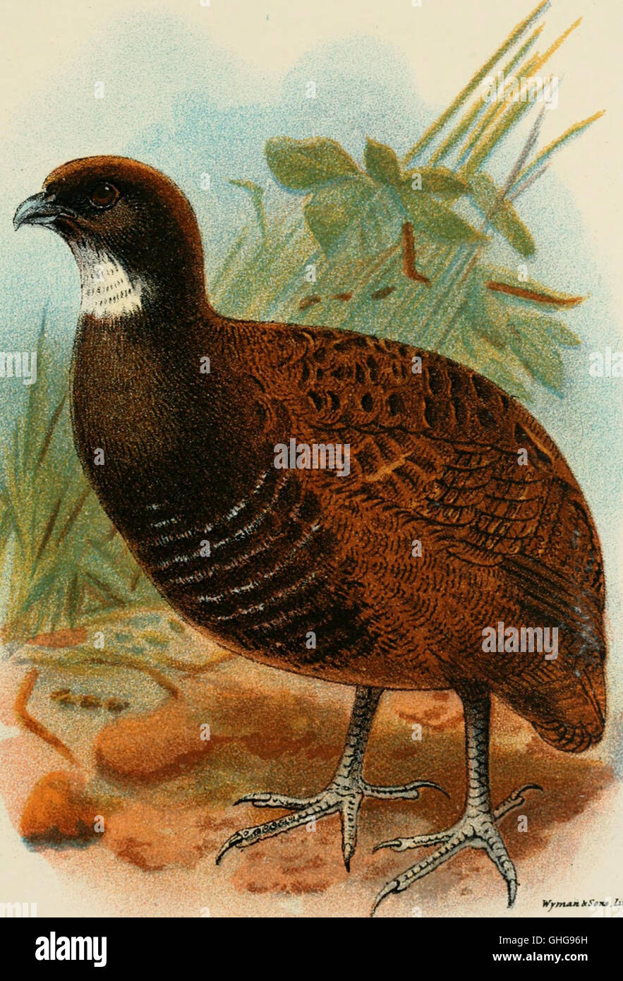 This 1896 guide provides detailed information on various game bird ...