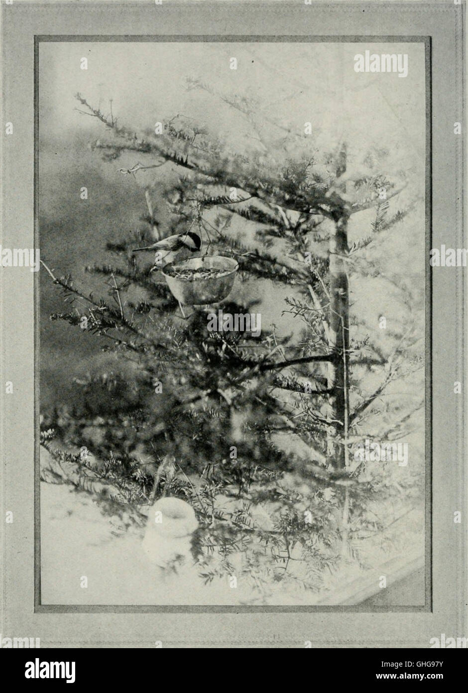 'Bird-lore' (1916) is a periodical dedicated to the study and ...