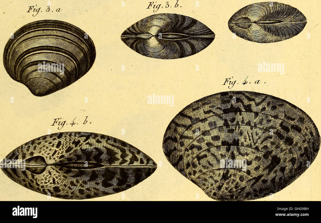 This 1791 encyclopedic work provides a detailed classification of the ...