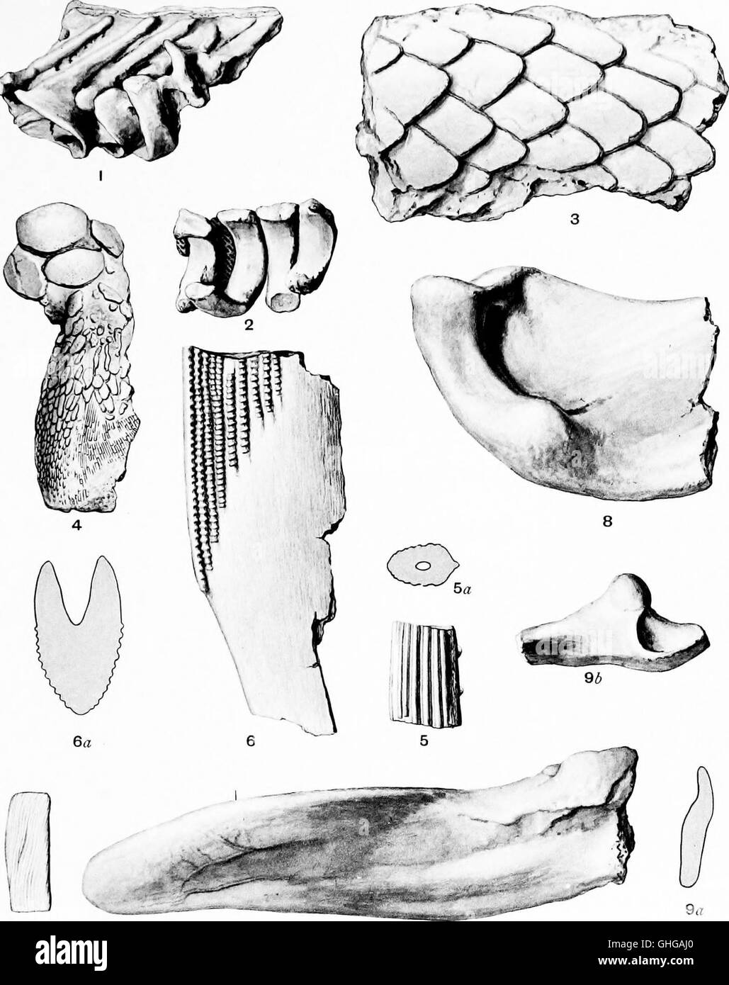 This 1911 revision covers the amphibians and fish species from the ...
