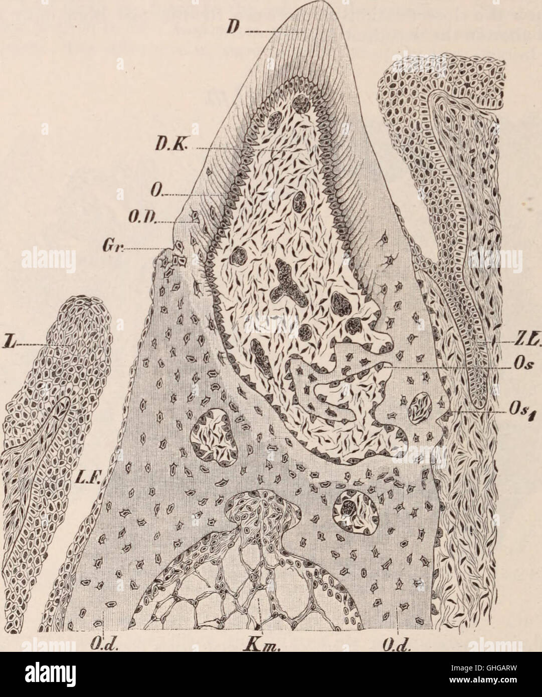 Dental cosmos (1893 Stock Photo - Alamy