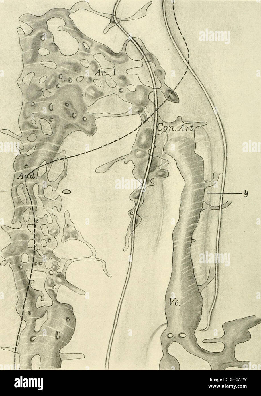 American journal of anatomy hi-res stock photography and images - Alamy