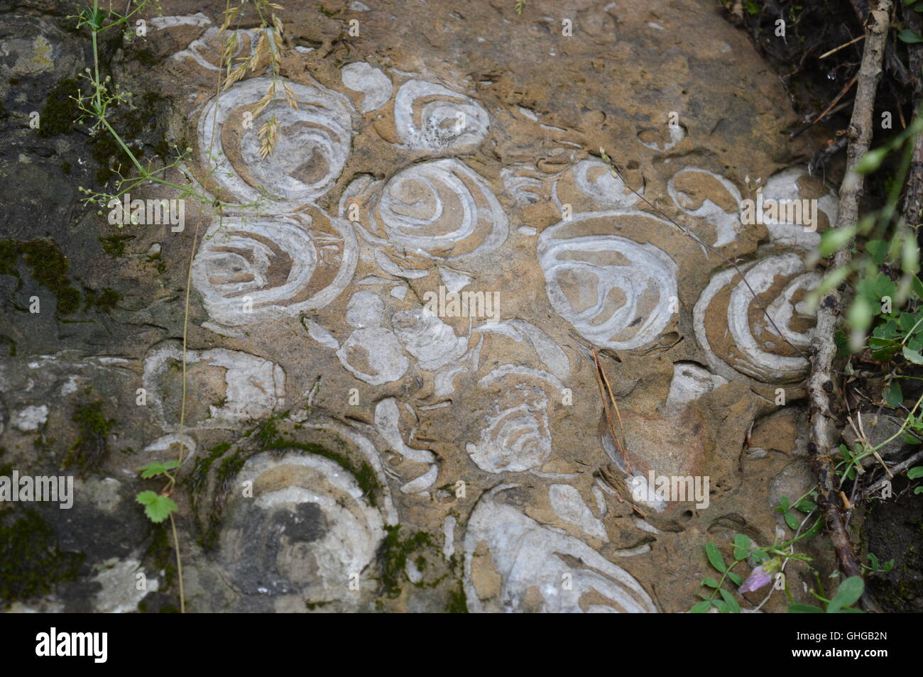 The snail hill Stock Photo - Alamy