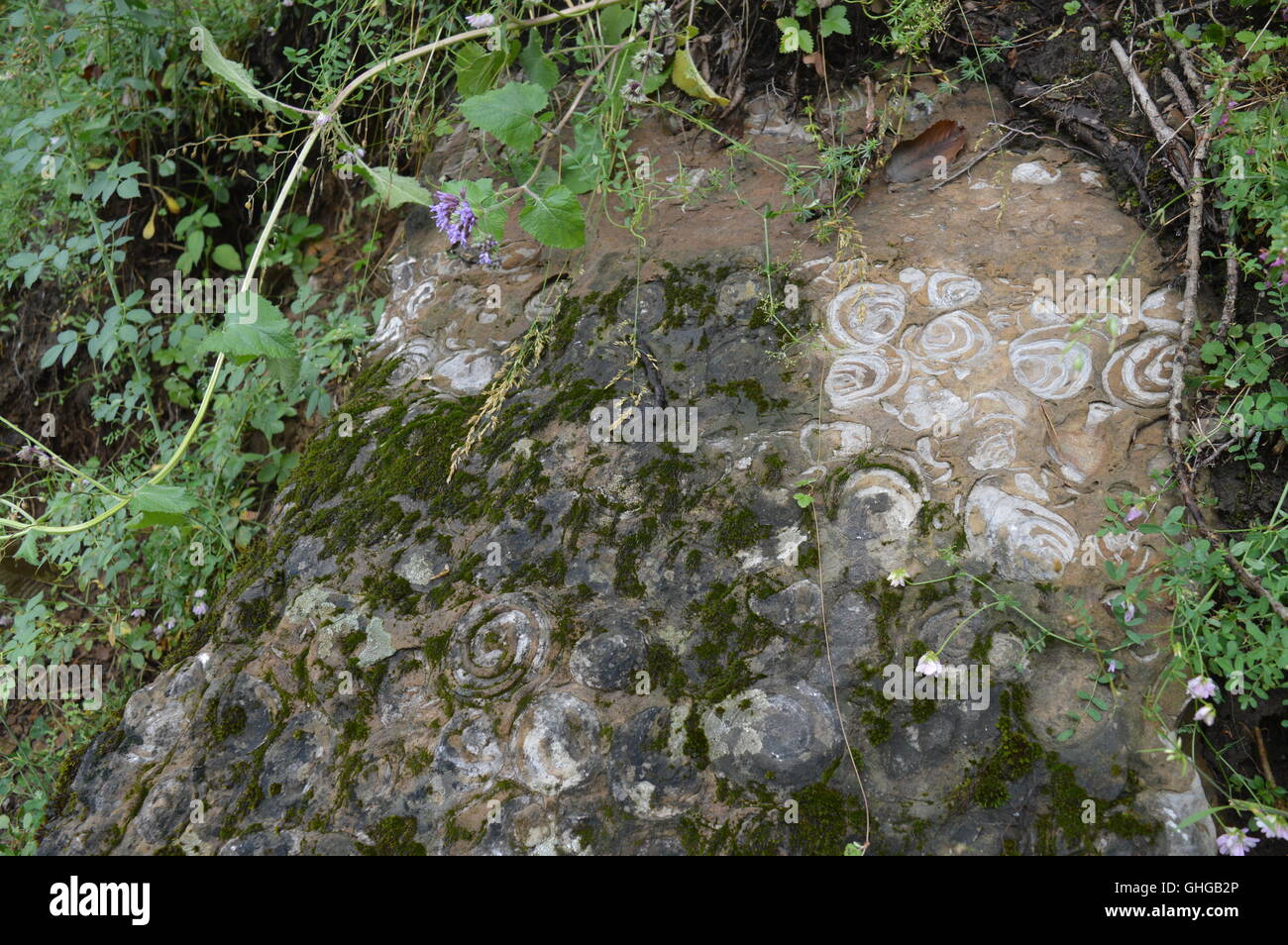 Paleontological hi-res stock photography and images - Alamy