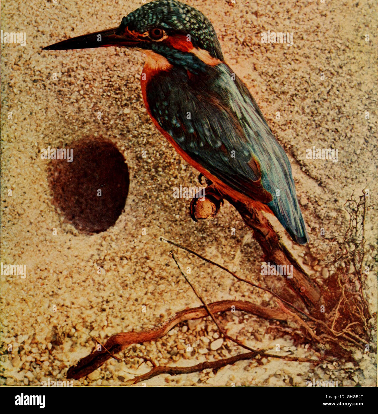 *Birds and Nature* (1905) focuses on the study of birds and natural ...