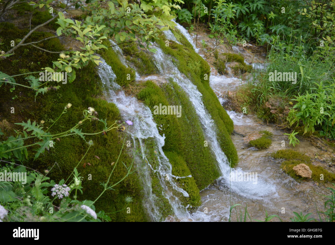 Water flowing over moss Stock Photo - Alamy