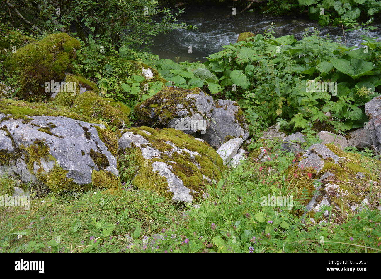 Mossy rocks hi-res stock photography and images - Alamy