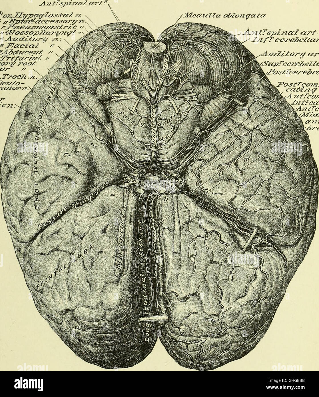 Practical human anatomy (electronic resource) - a working-guide for ...