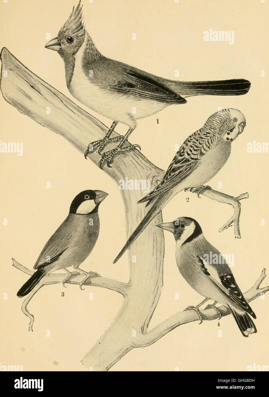 India aviary hi-res stock photography and images - Alamy