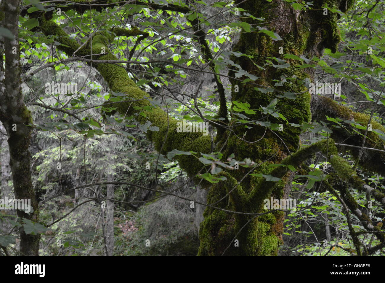 Tree covered moss green leaves hi-res stock photography and images - Alamy