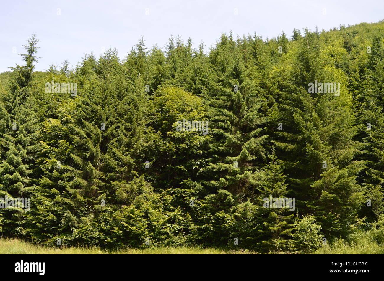 Diverse forest hi-res stock photography and images - Alamy