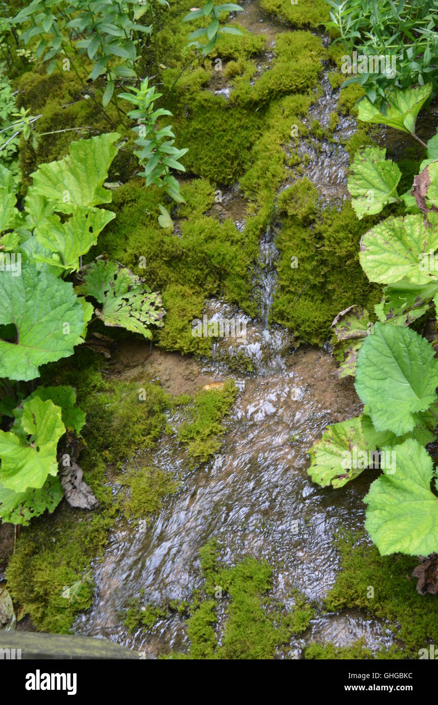 Moss on rocks and trees hi-res stock photography and images - Alamy