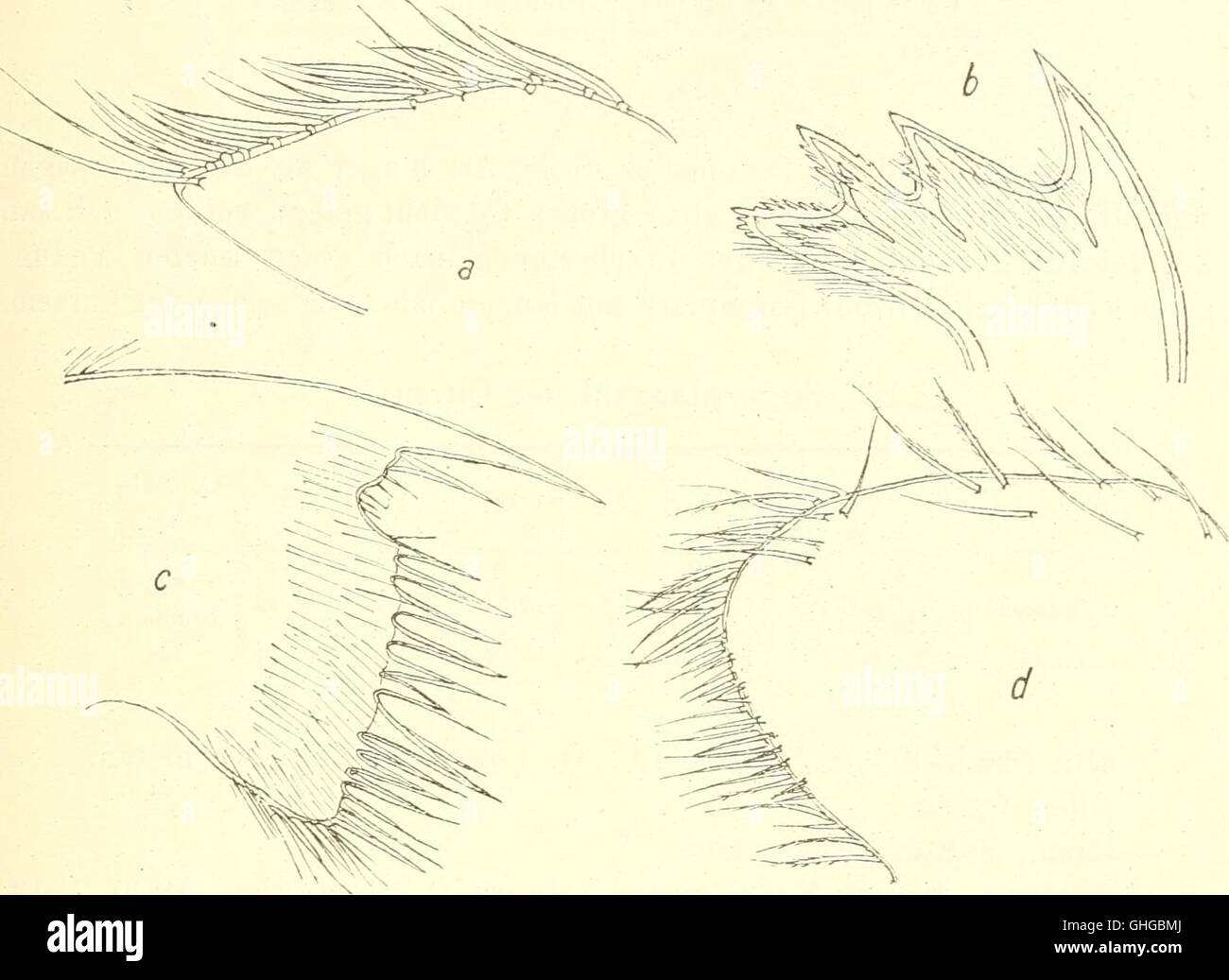 This 1921 study explores the biology, anatomy, and systematics of ...