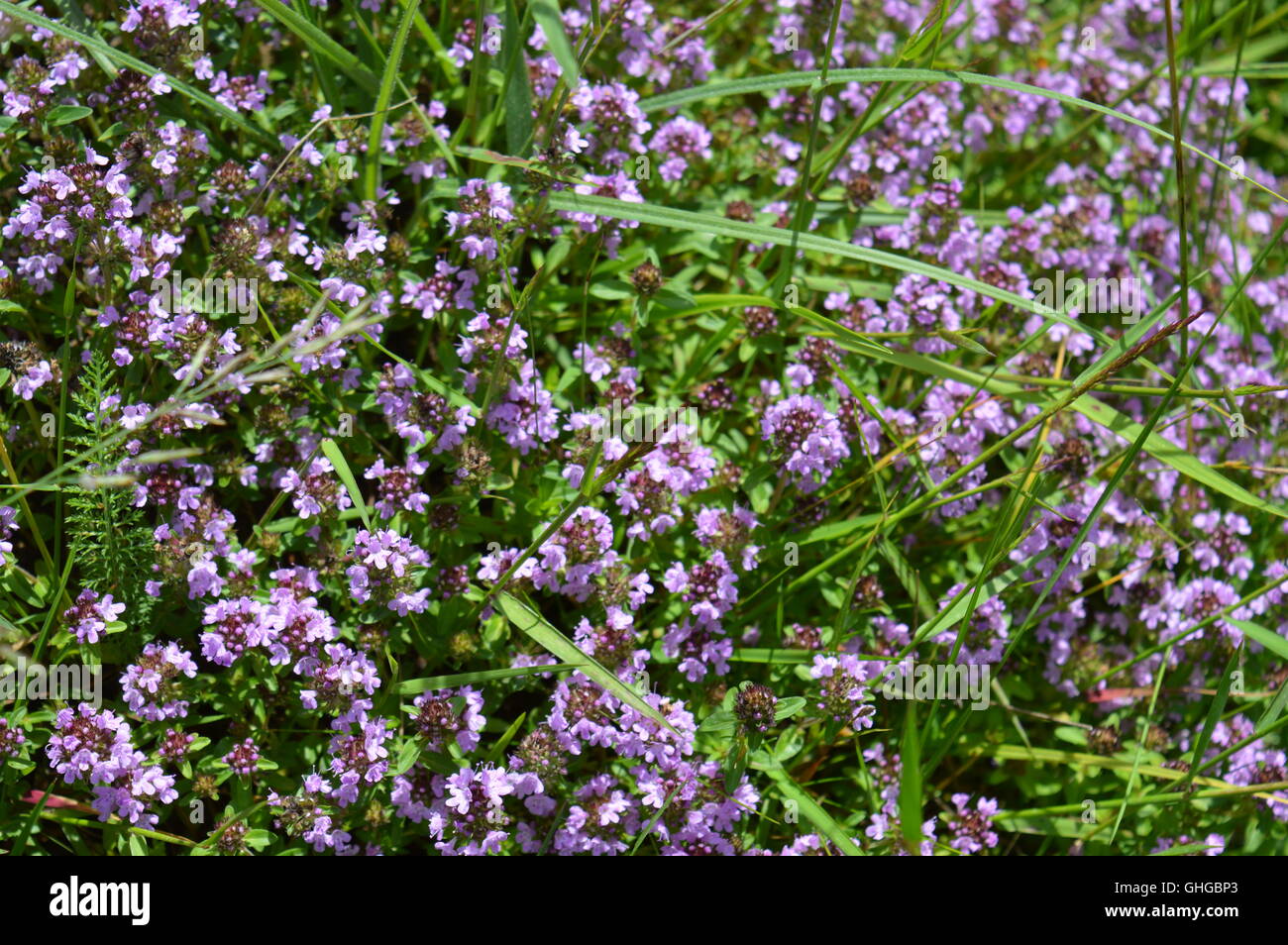 Pink wildflowers hi-res stock photography and images - Alamy
