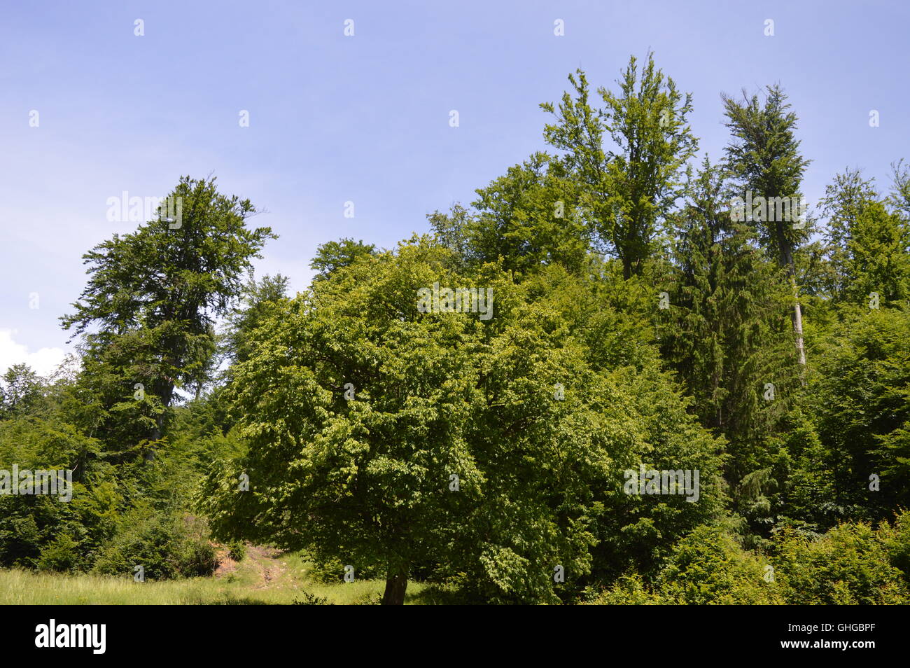 A glade in a forest Stock Photo - Alamy