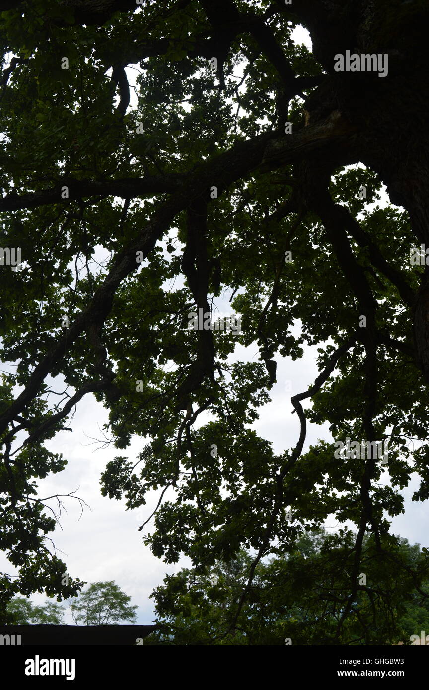 Secular trees hi-res stock photography and images - Alamy