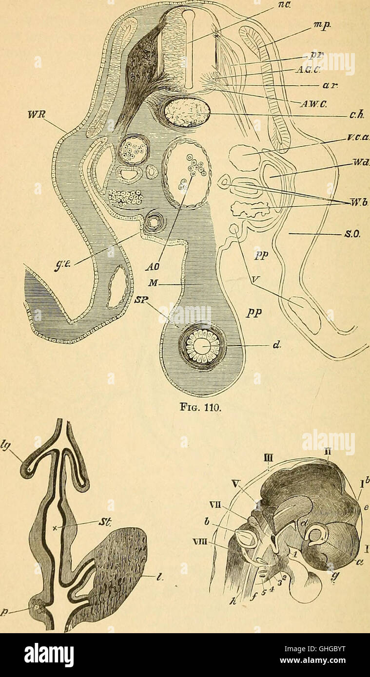 A 1890 textbook covering comparative physiology for students and ...